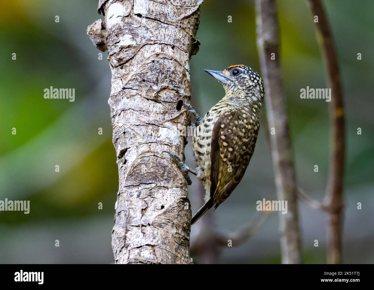 Picumnus exilis hi-res stock photography and images - Alamy