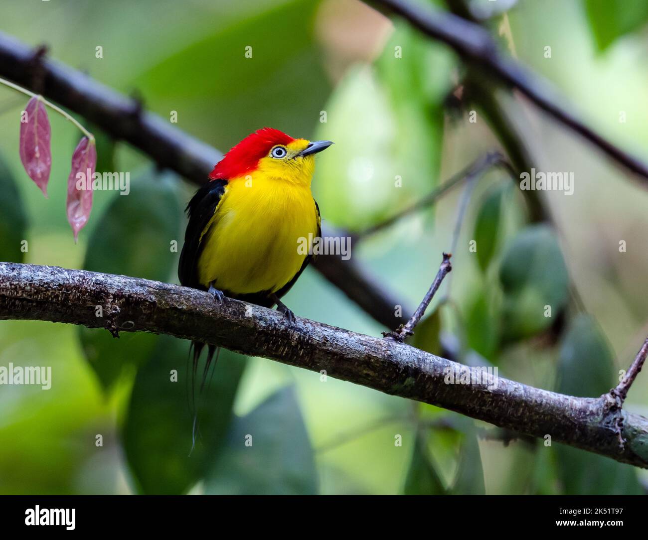 A male Wire-tailed Manakin (Pipra filicauda) perched on his lek ...