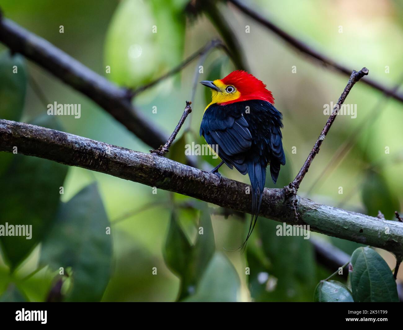 A male Wire-tailed Manakin (Pipra filicauda) perched on his lek ...