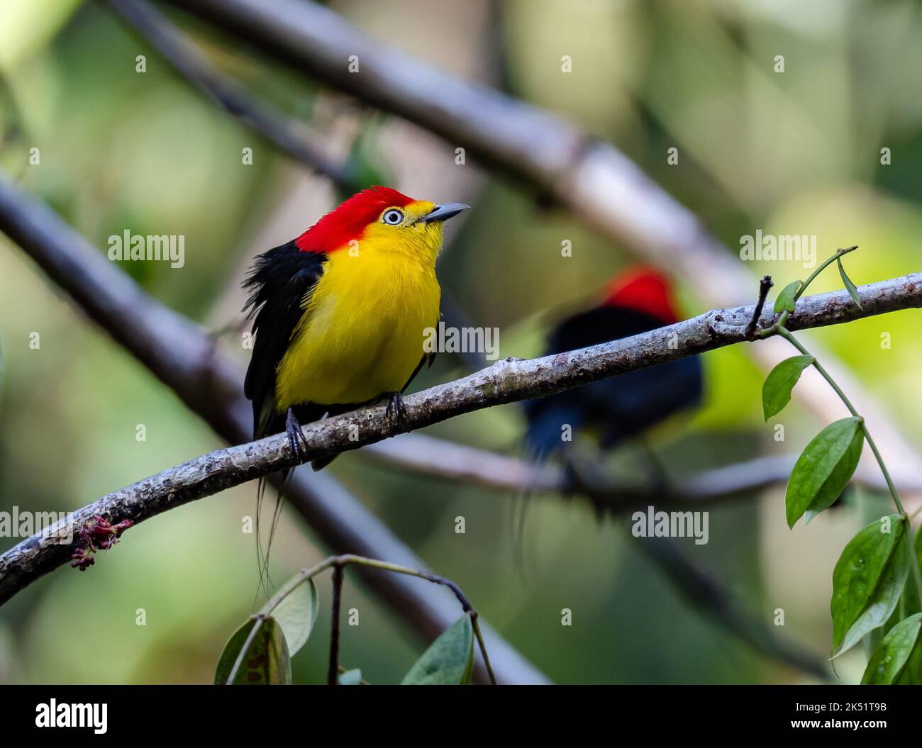 A male Wire-tailed Manakin (Pipra filicauda) perched on his lek ...