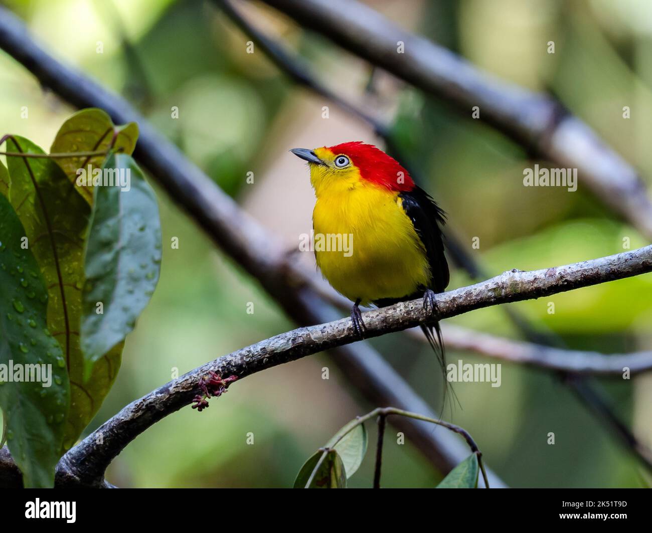 A male Wire-tailed Manakin (Pipra filicauda) perched on his lek ...