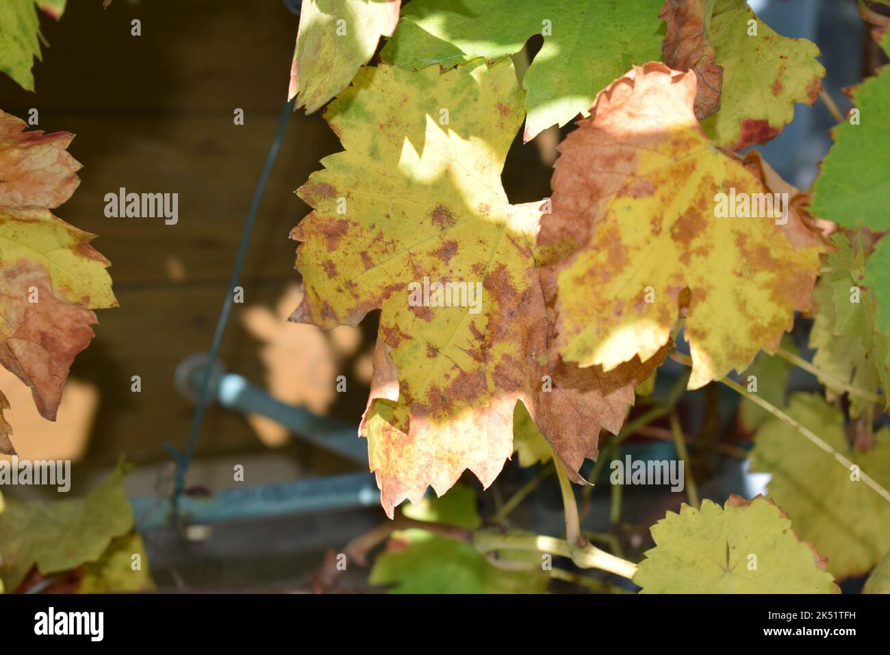ripe red grapes with autumn leaves Stock Photo - Alamy