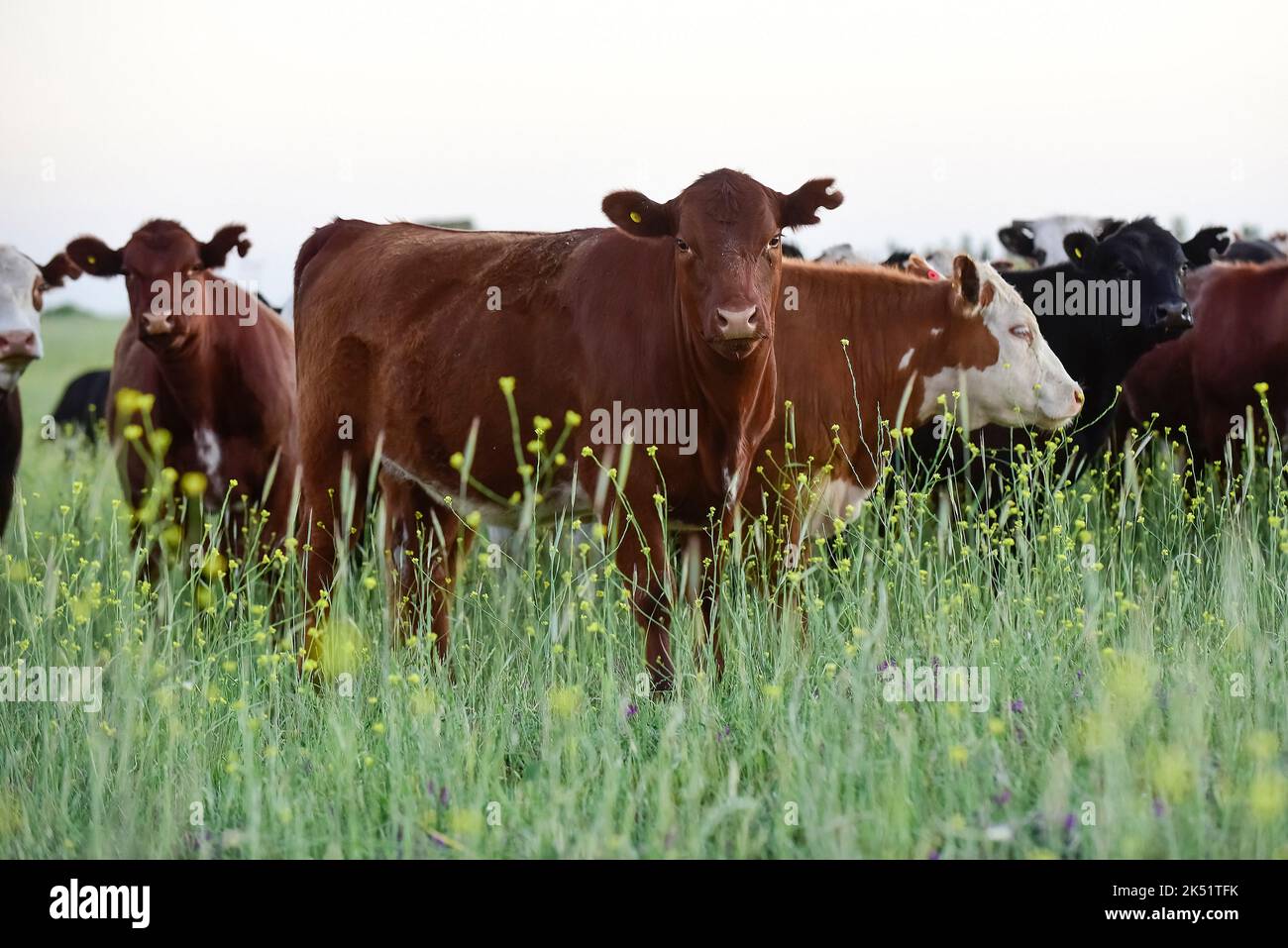Cows raised with natural pastures, meat production in the Argentine ...