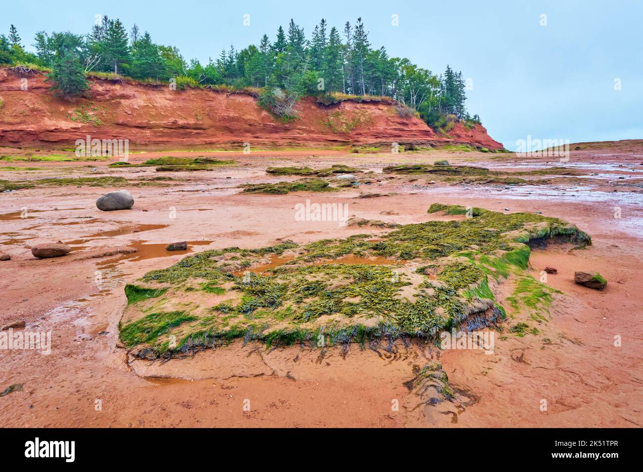 Seaweed covered rock on the floor of the Bay of Fundy at low Tide. The ...
