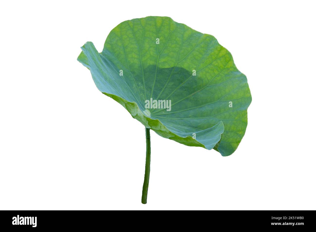 Background water surface pond Cut Out Stock Images & Pictures - Alamy
