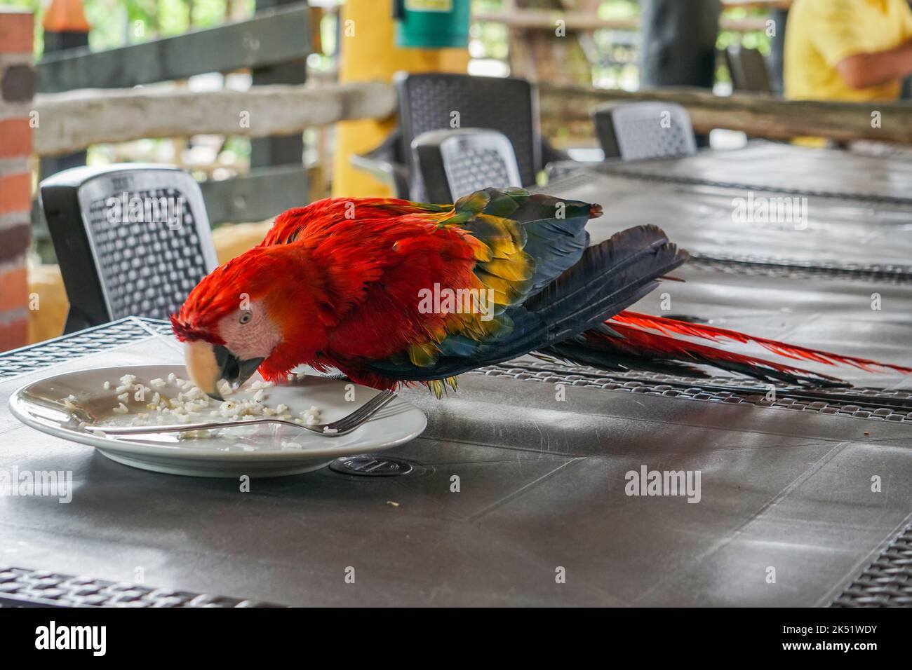 Colombian safari hi-res stock photography and images - Alamy