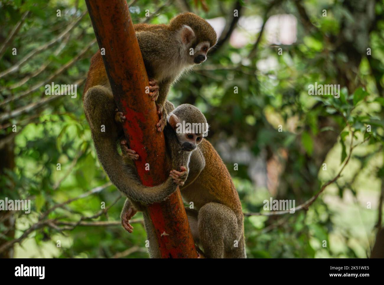 Titi monkeys hi-res stock photography and images - Alamy