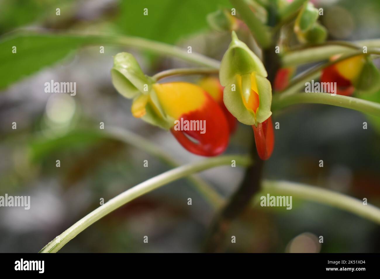 Impatiens niamniamensis congo cockatoo hi-res stock photography and ...