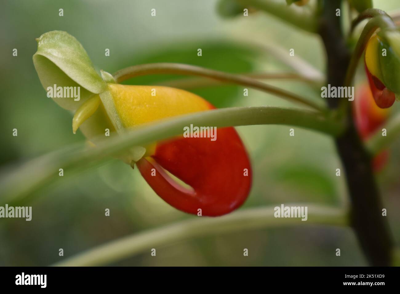 A closeup shot of a beautiful Congo cockatoo on blurry background Stock ...
