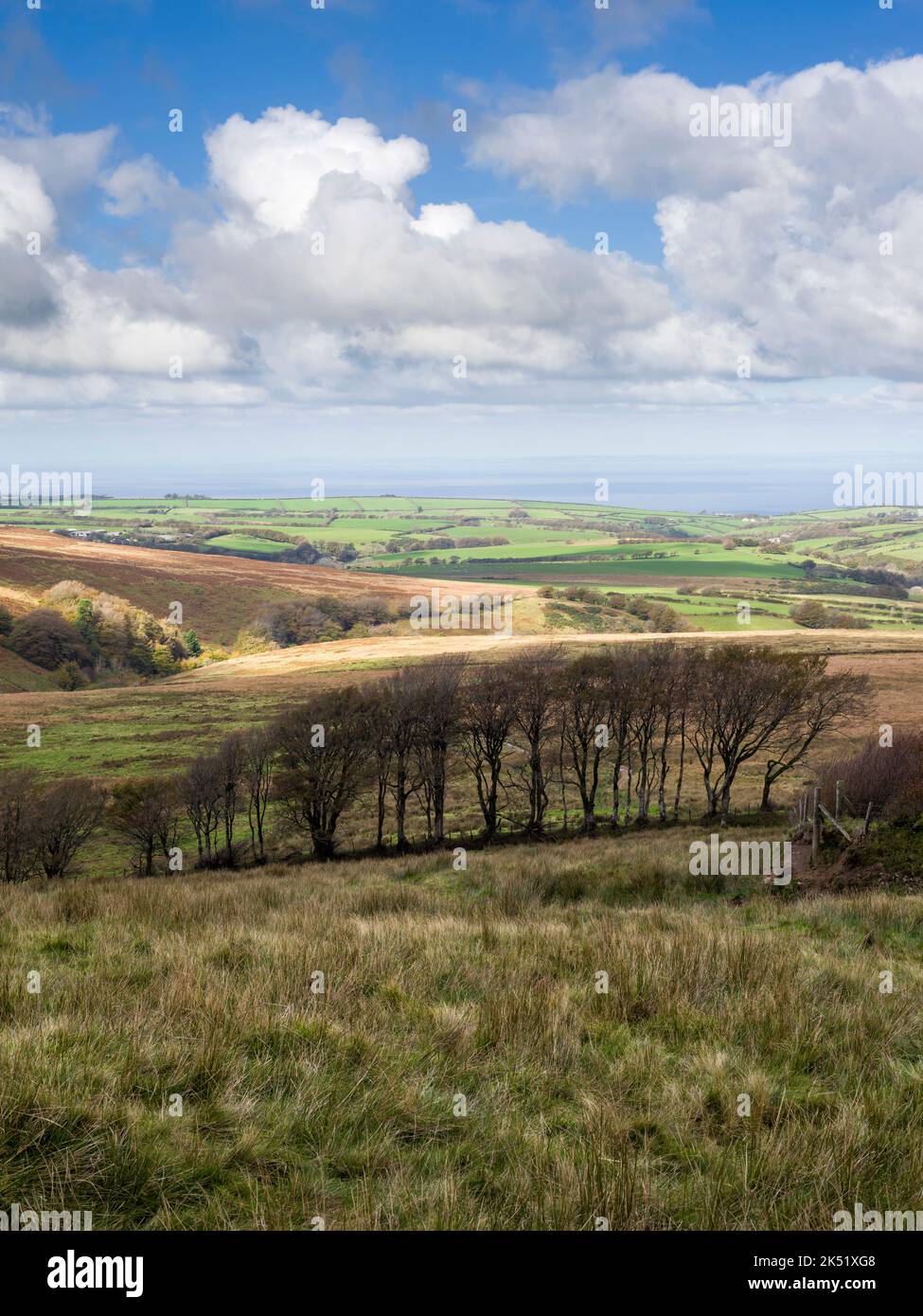 Beech hedgebank at Saddle Gate on the Devon and Somerset border at The ...