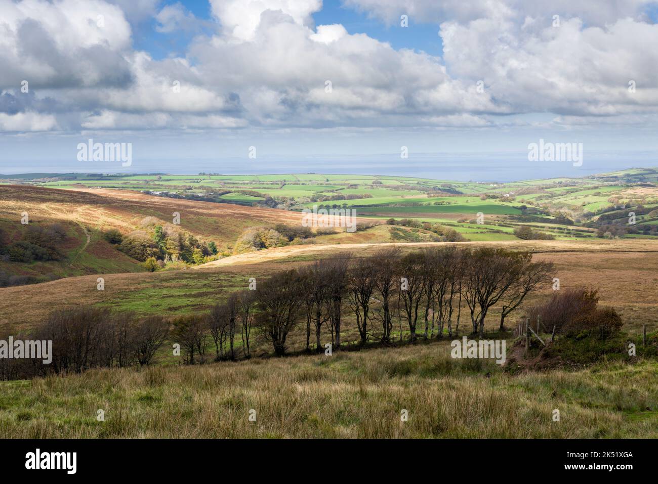 Beech hedgebank at Saddle Gate on the Devon and Somerset border at The ...