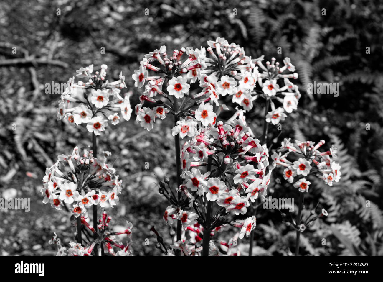 A selective color shot of Garden phlox flowers Stock Photo - Alamy