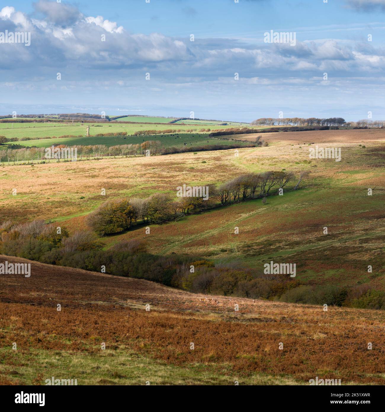 Furzehill hi-res stock photography and images - Alamy
