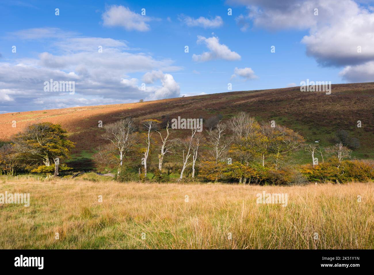 Beech trees along the bank of Hoaroak Water below Exe Plain on northern ...
