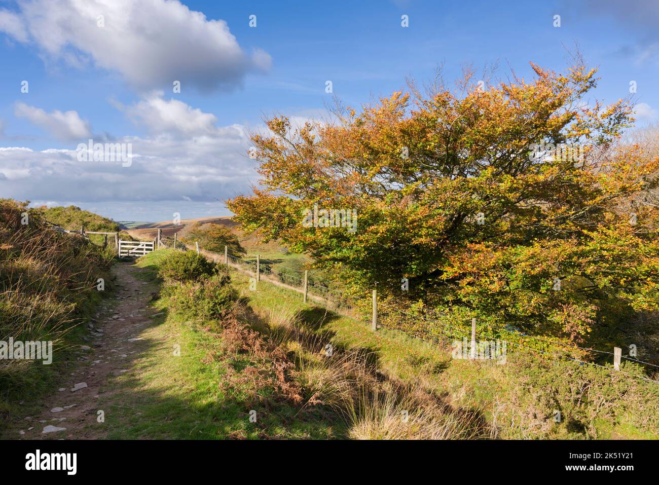 The Two Moors Way and Tarka Trail in the Hoaroak Water Valley between ...