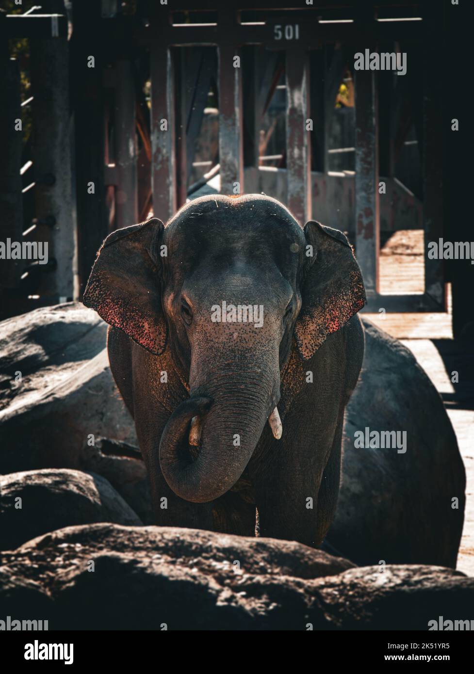 A vertical of an Indian elephant, Elephas maximus indicus in zoo Stock ...