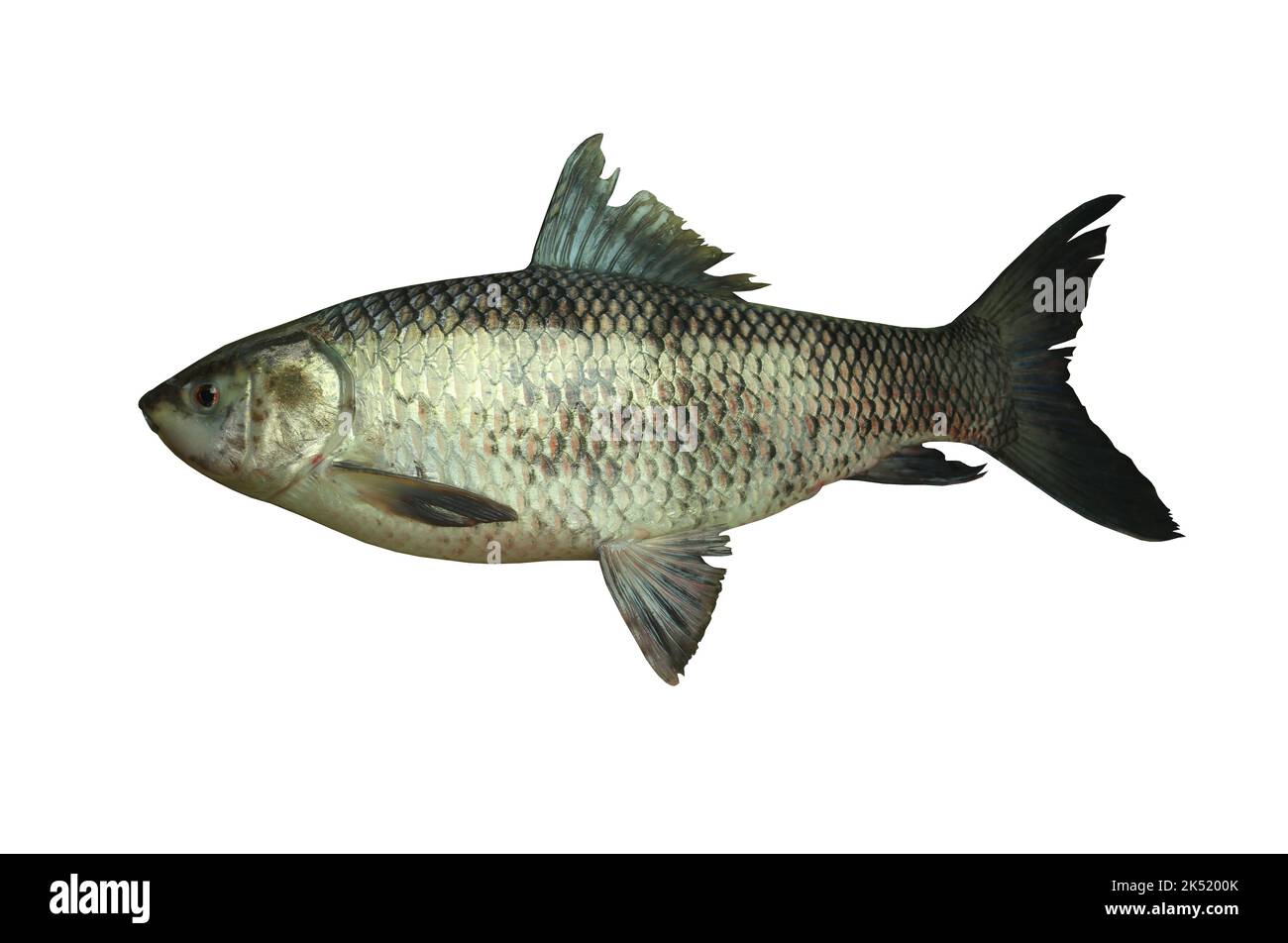ROHU Fish or Yisok fish in the name of Thailand isolated on white ...