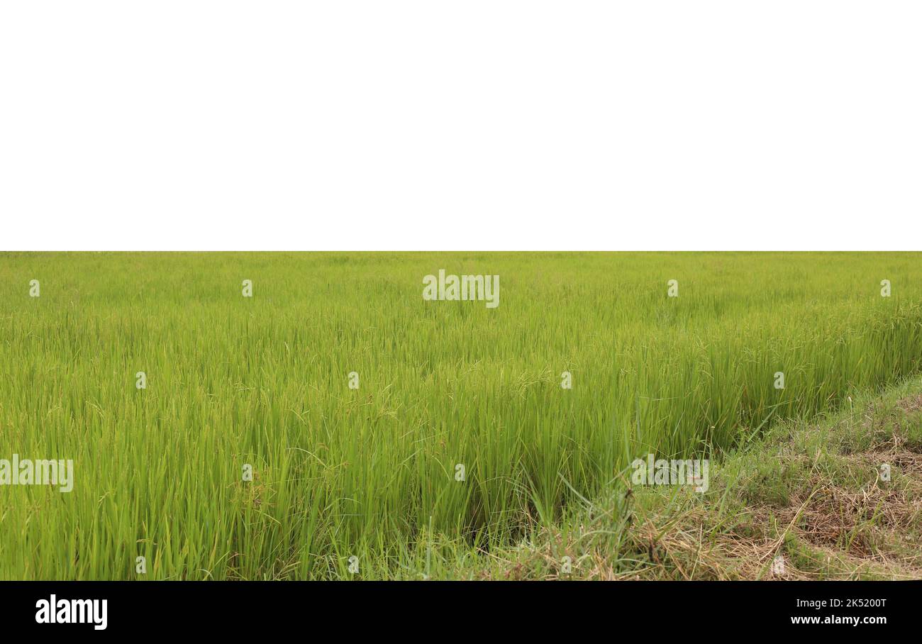 Rice field on white background for design in your work Stock Photo - Alamy
