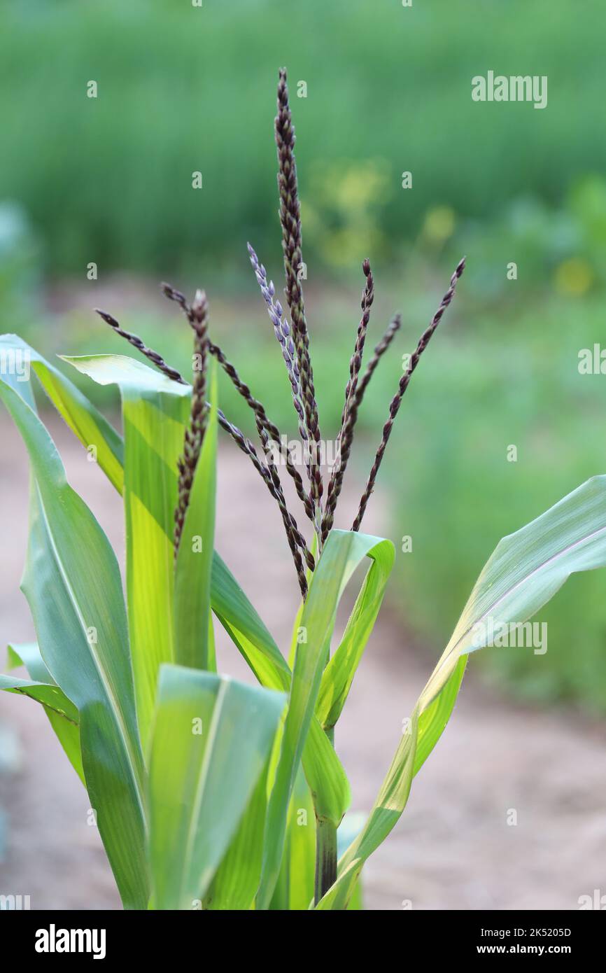 Blossoms of the corn plants that are blooming and turning into corn are ...