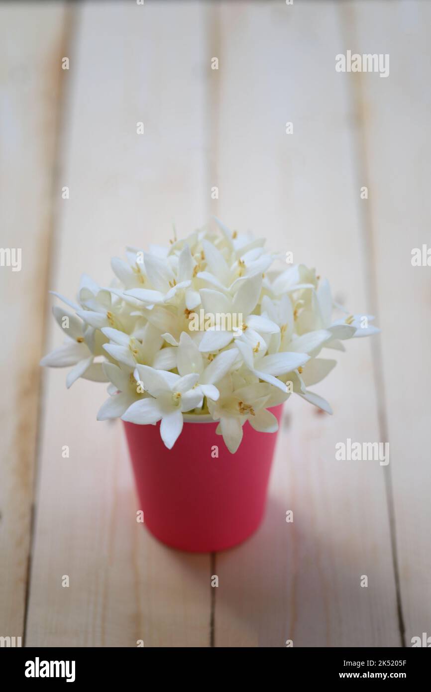 Kasalong flower hi-res stock photography and images - Alamy