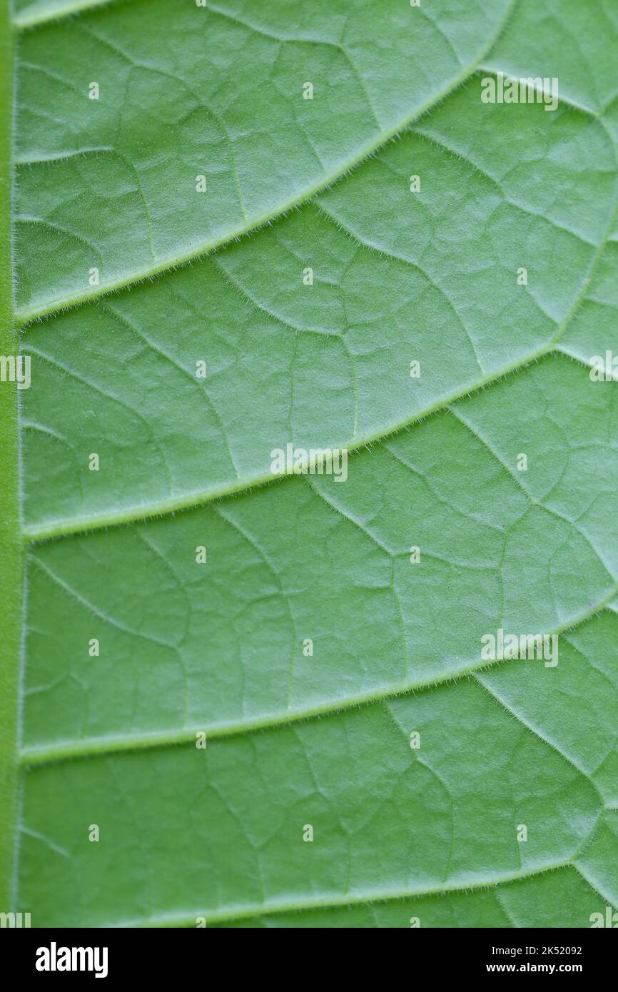 Structure of the leaves, leaf pattern background for design in you work ...