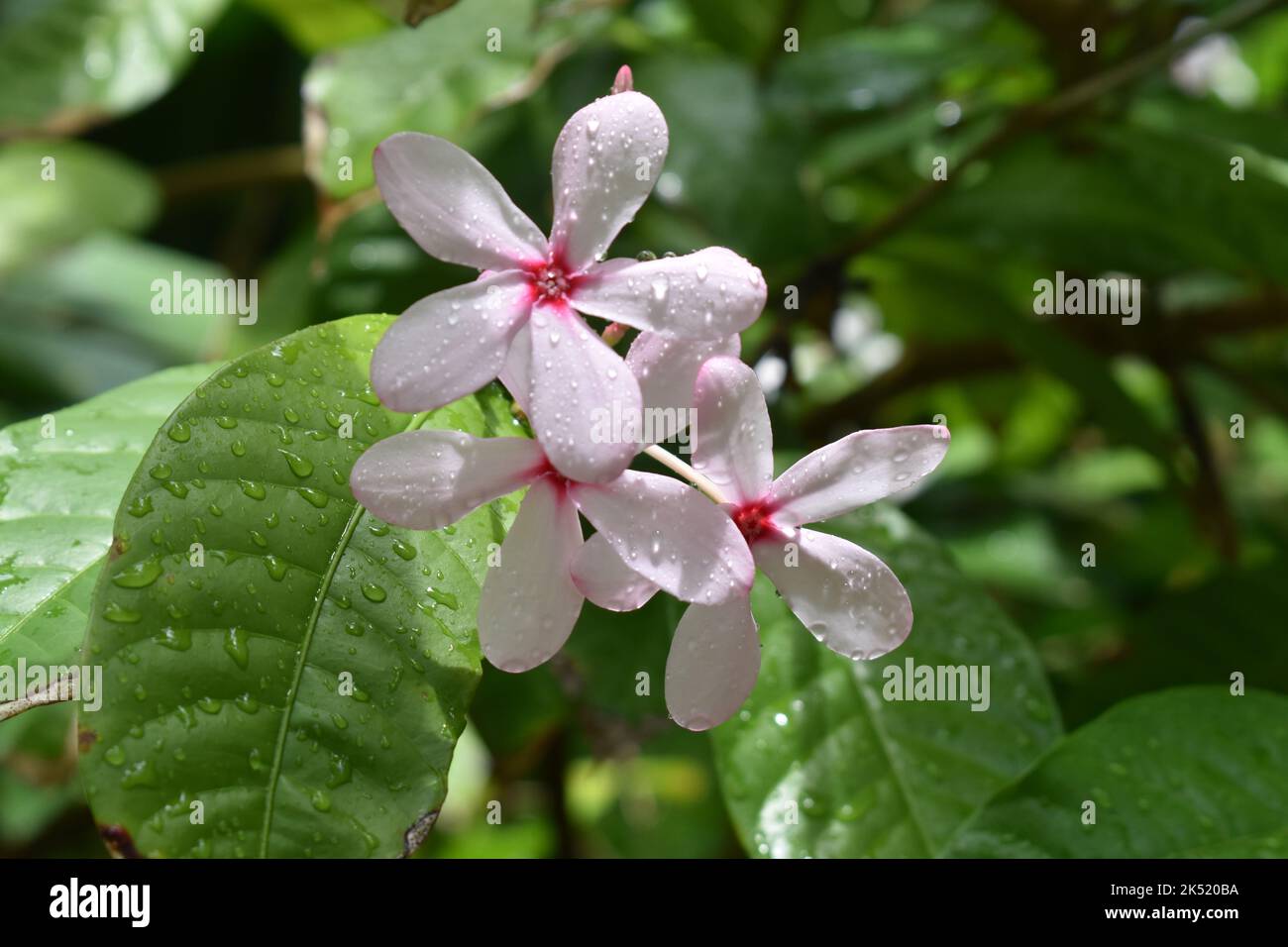 A selective focus shot of white wet Kopsia flowers with lush green ...