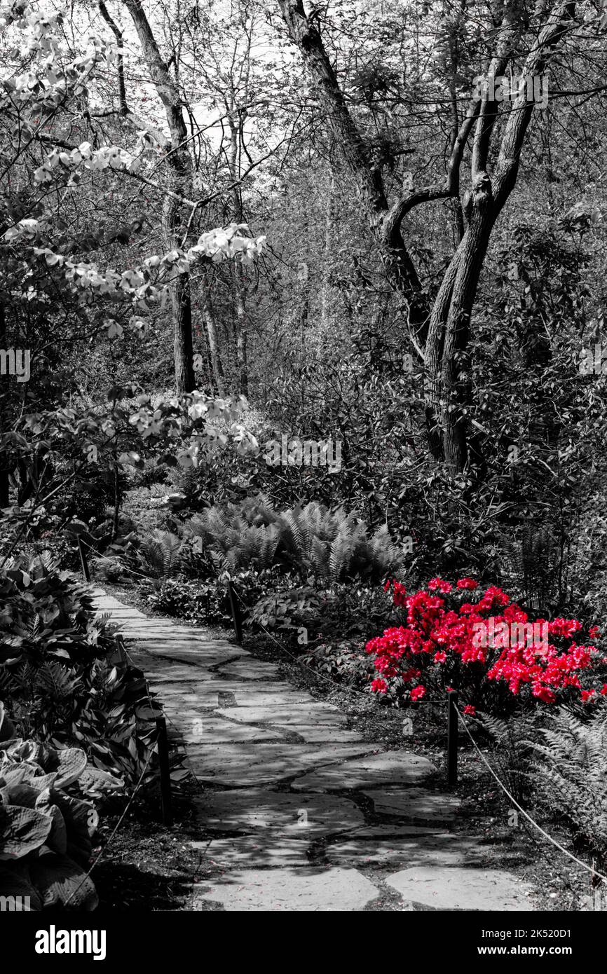 A vertical shot of narrow path through the garden with monochrome ...