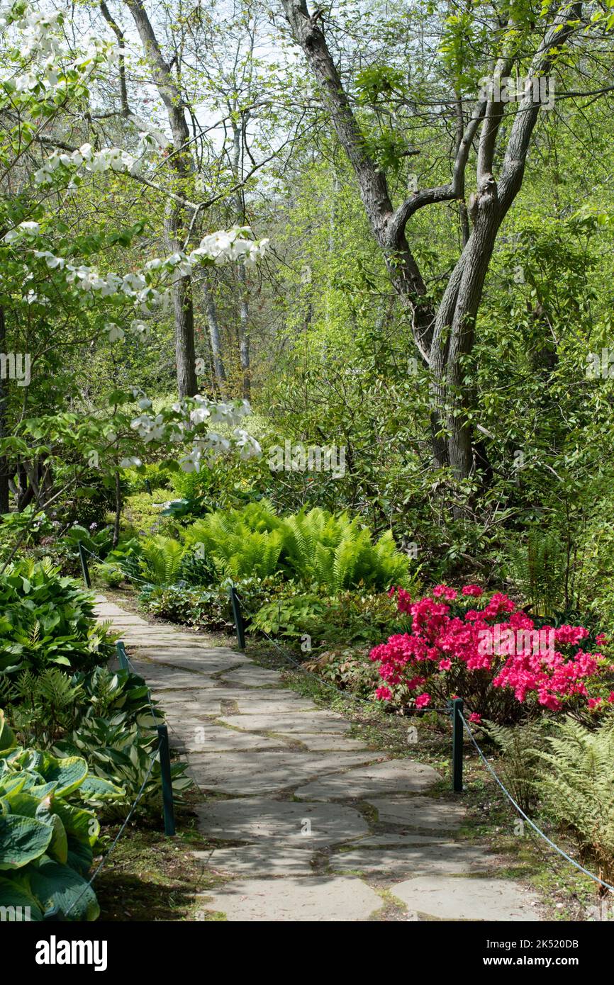 A narrow path through the garden with lush green plants and bright pink ...
