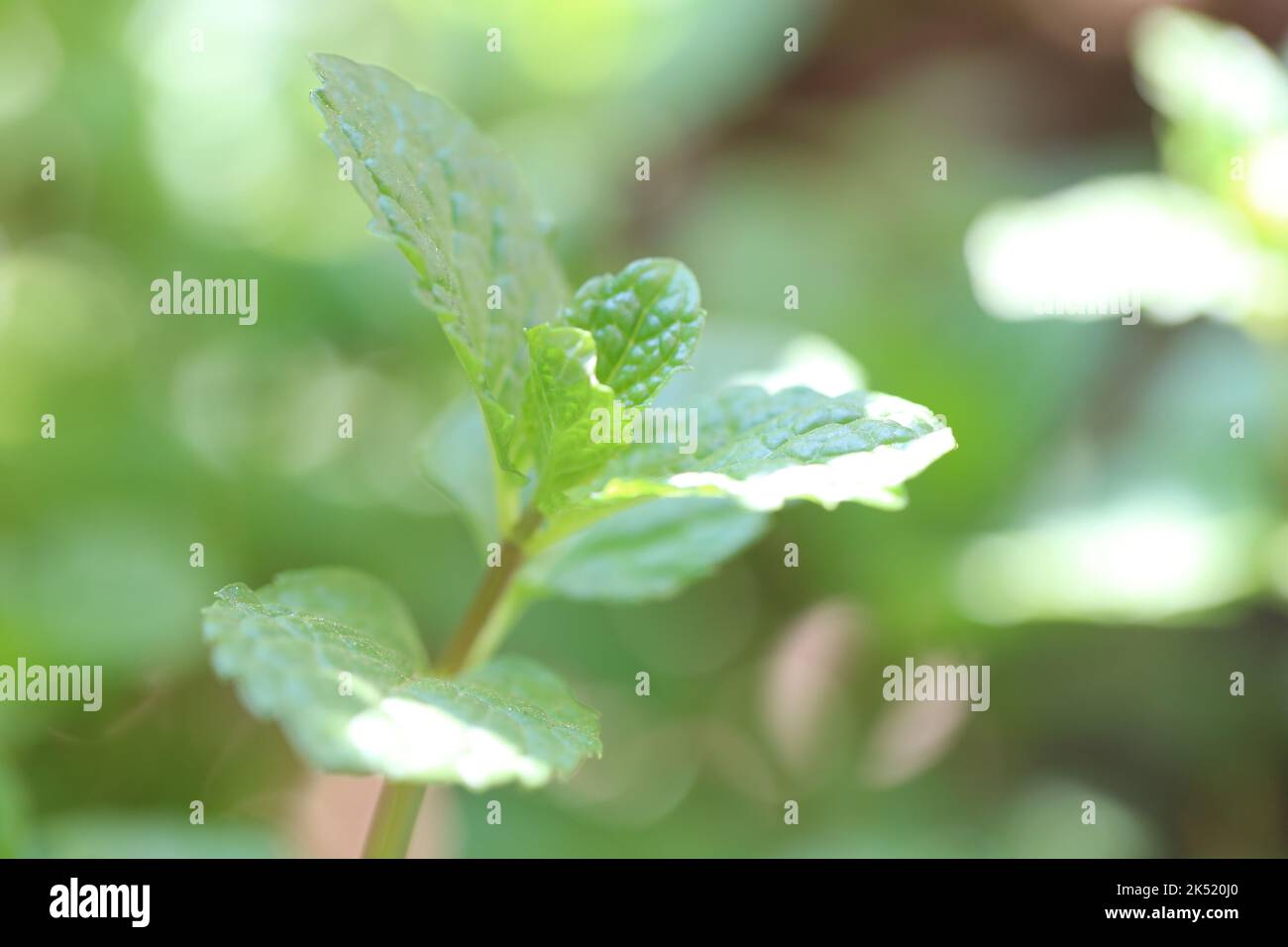 Peppermint tree hi-res stock photography and images - Alamy