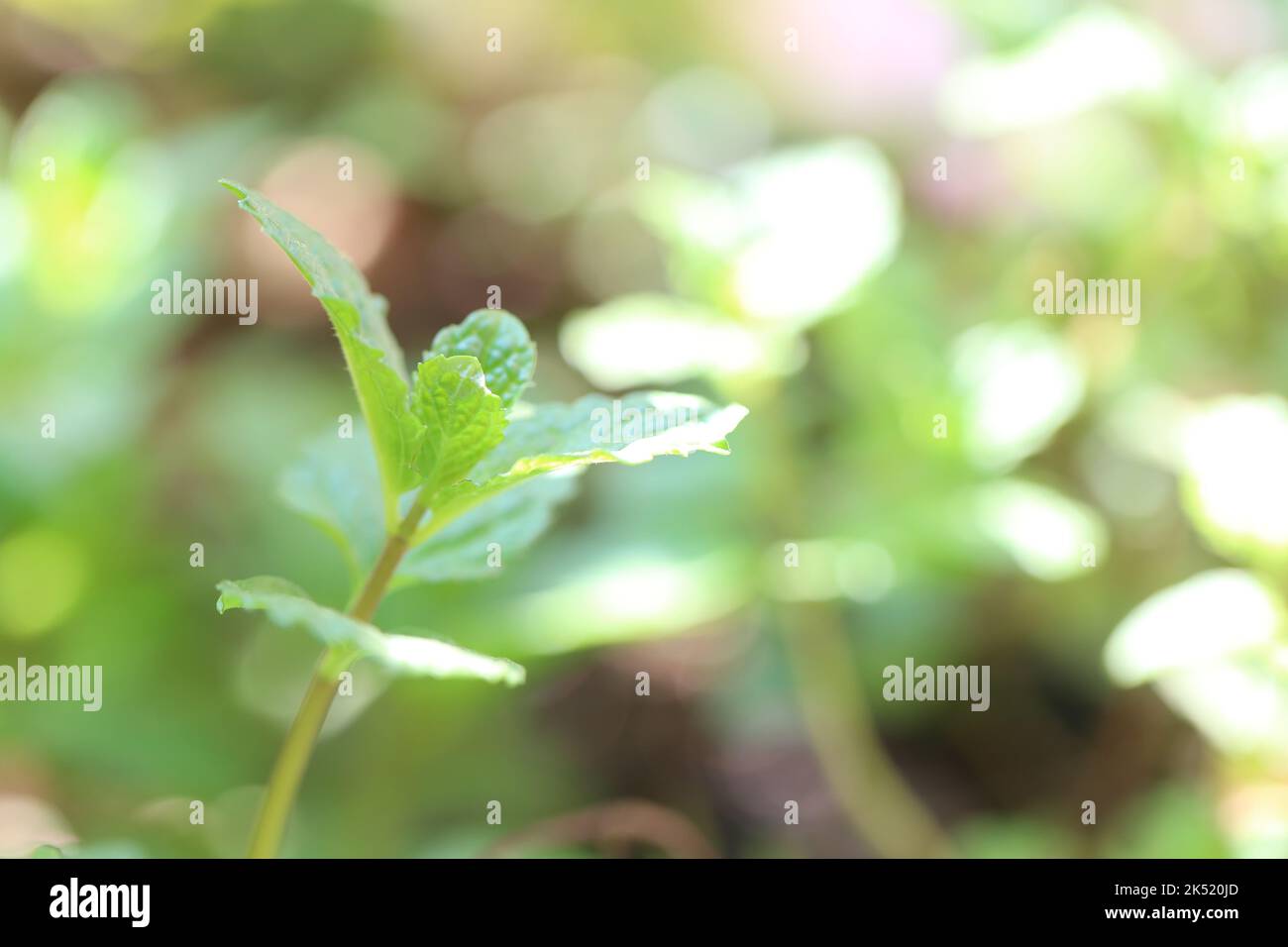 Fresh leaves of Peppermint on tree in the herb garden, soft focus in ...