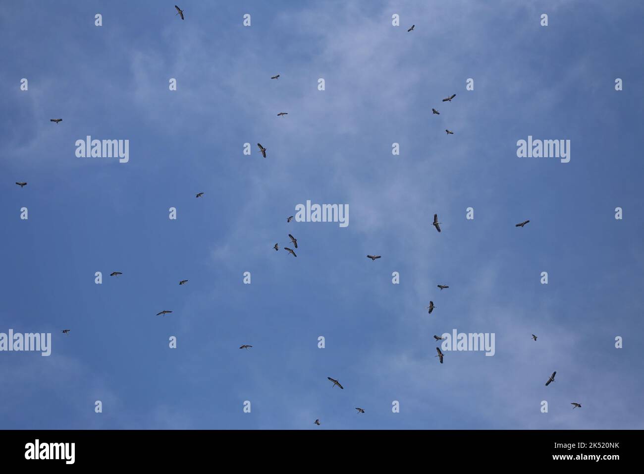 Far mouthed bird hi-res stock photography and images - Alamy