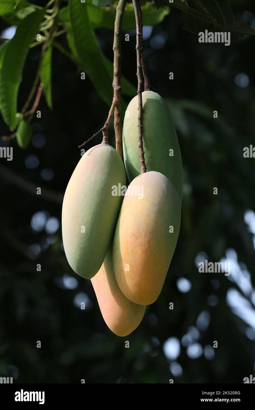 Mahachanok Mango on tree in the orchard, Unripe mango on the tree in ...