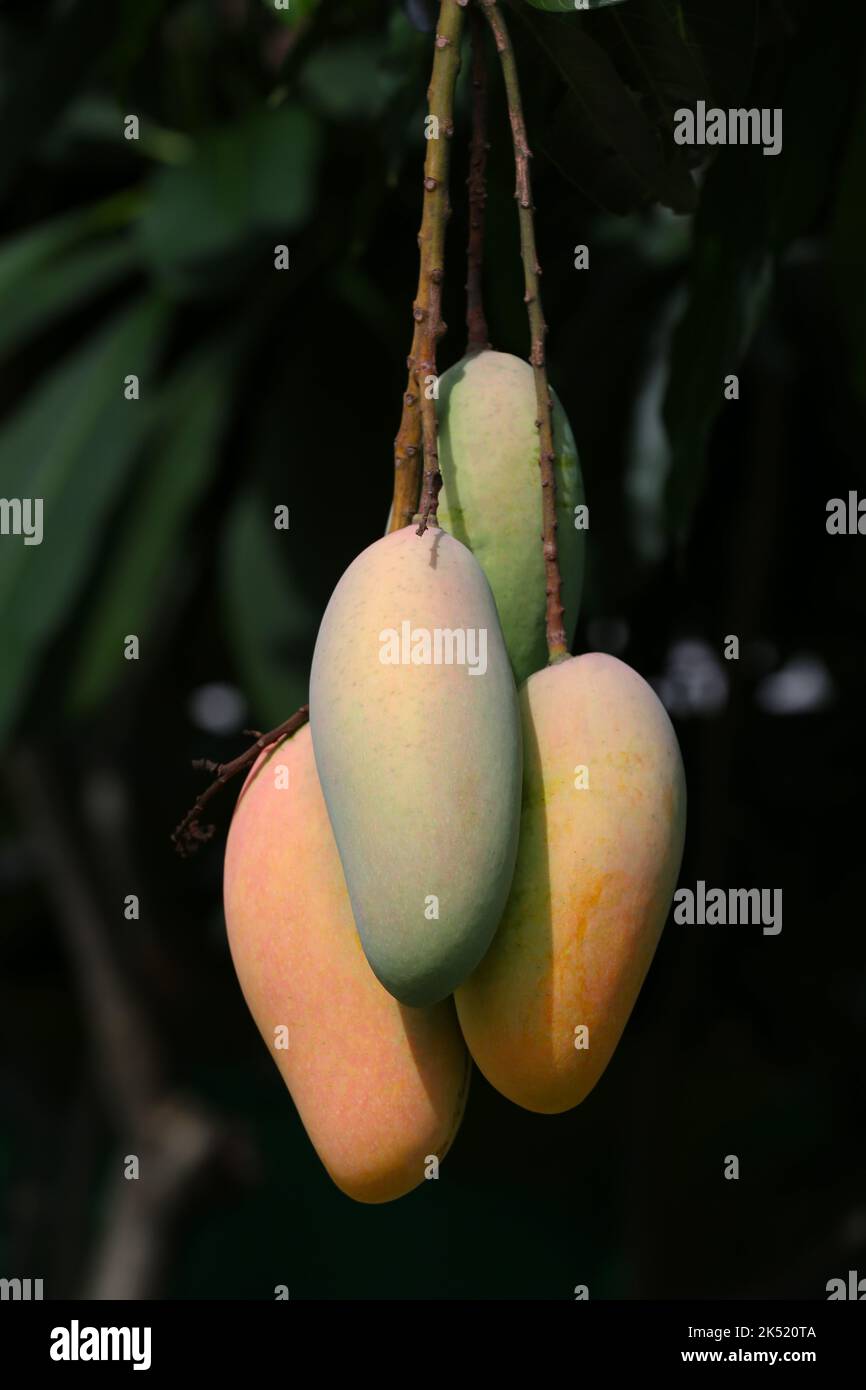 Mahachanok Mango on tree in the orchard, Unripe mango on the tree in ...