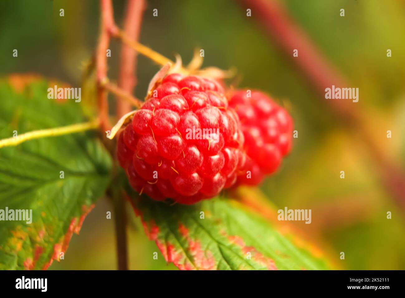 Defocus branch of ripe raspberries in a garden on blurred green ...