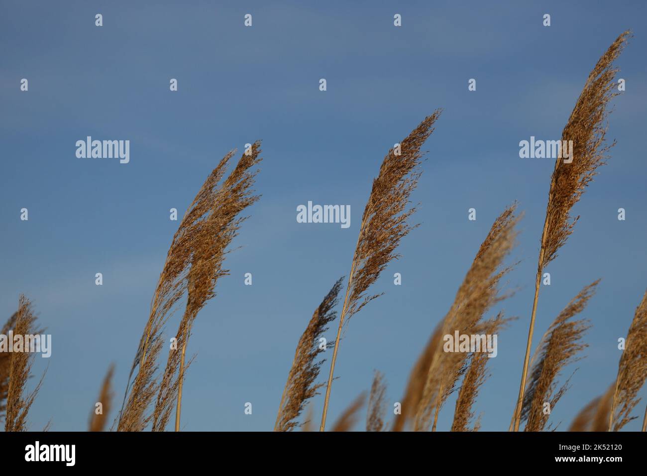 Tall grass blowing in the wind at the shore Stock Photo - Alamy