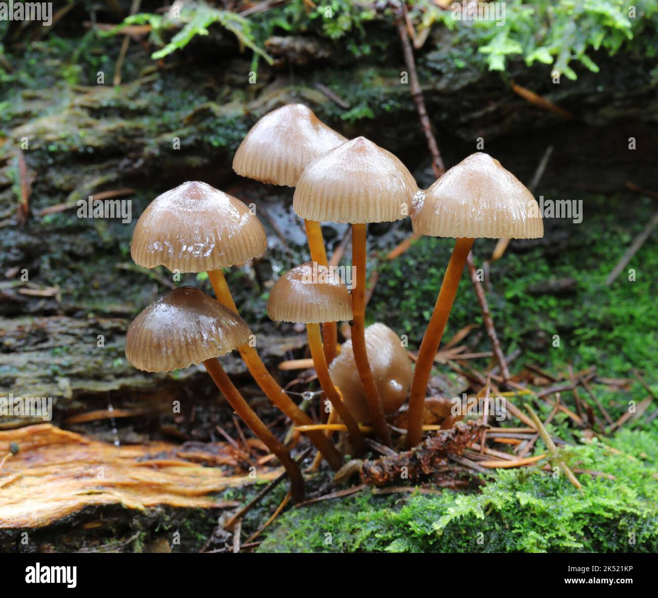 Clustered Bonnet - Mycena Inclinata Stock Photo - Alamy