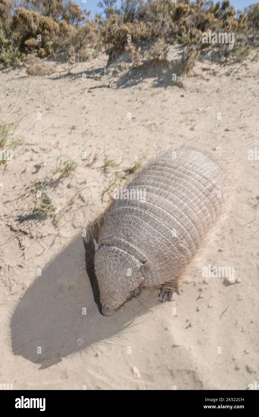American rare animal hi-res stock photography and images - Alamy