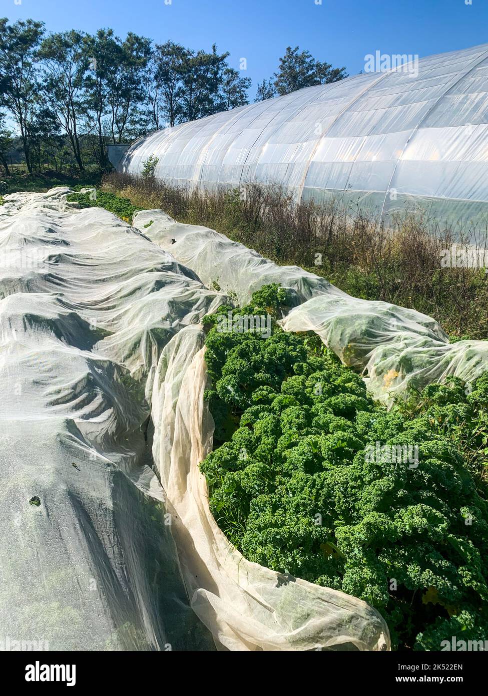 Vegetable cultivation, greenhouse of vegetable crops, Saint-Priest ...