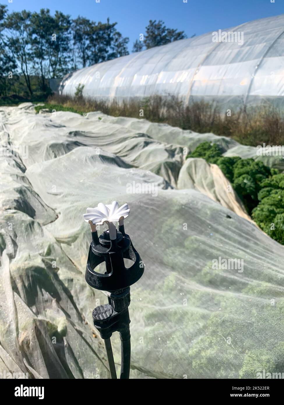 Vegetable cultivation, greenhouse of vegetable crops, Saint-Priest ...
