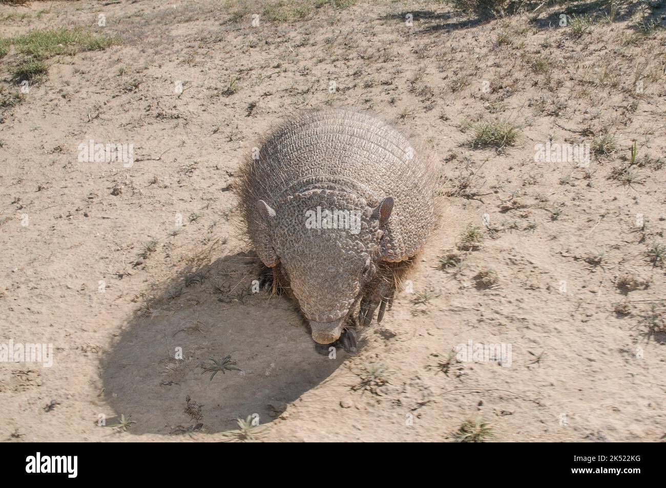Armadillo in desert environment, Peninsula Valdes, Unesco World ...