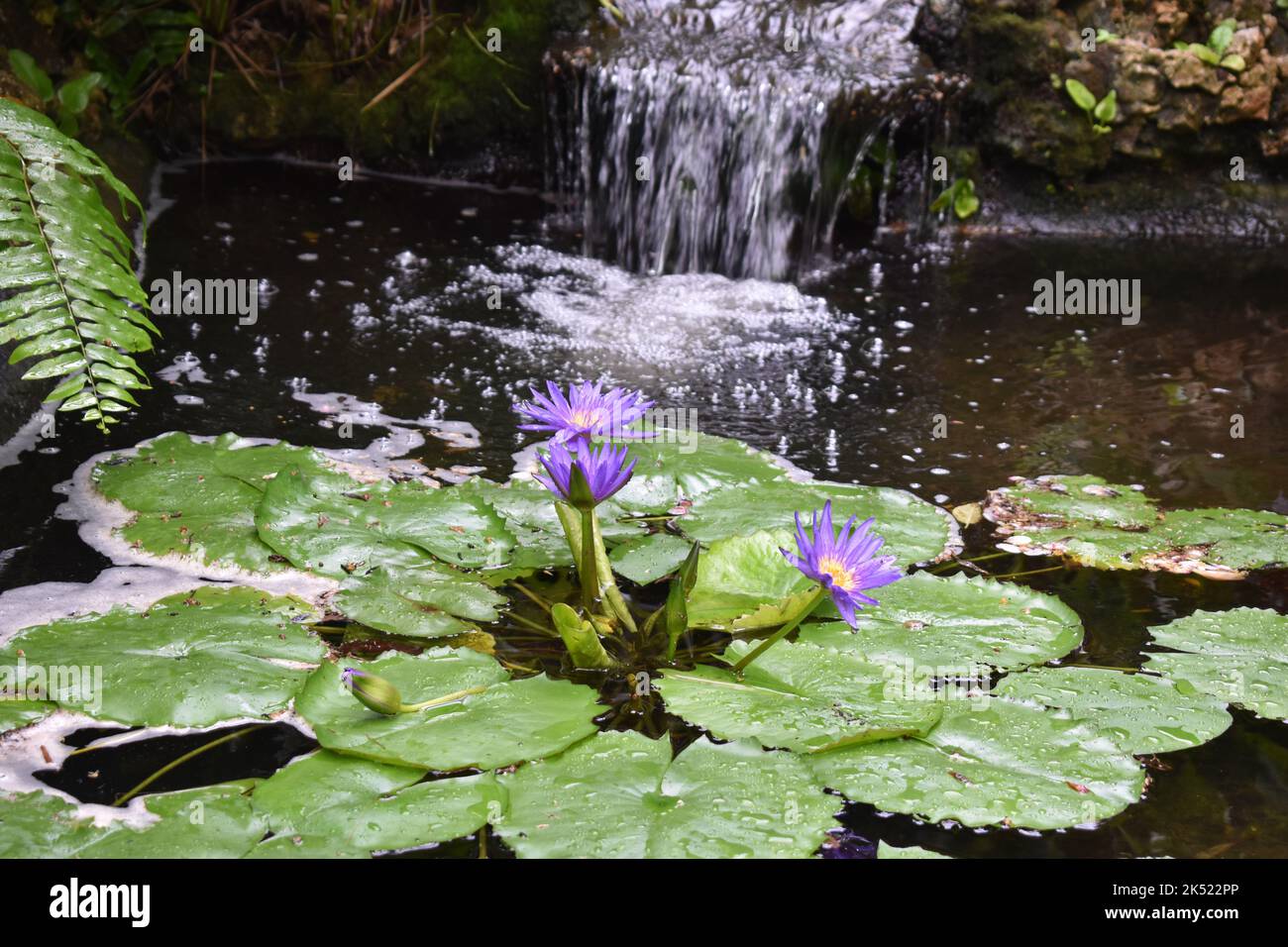 Waterfall Lotus Flowers Alpine Corporation 30 In. Tall Outdoor
