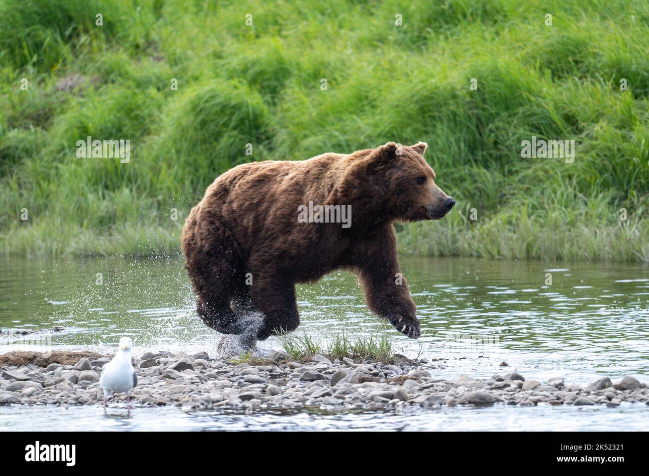 Alaskan brown bear lunging in an attempt to catch salmon at Mikfik ...