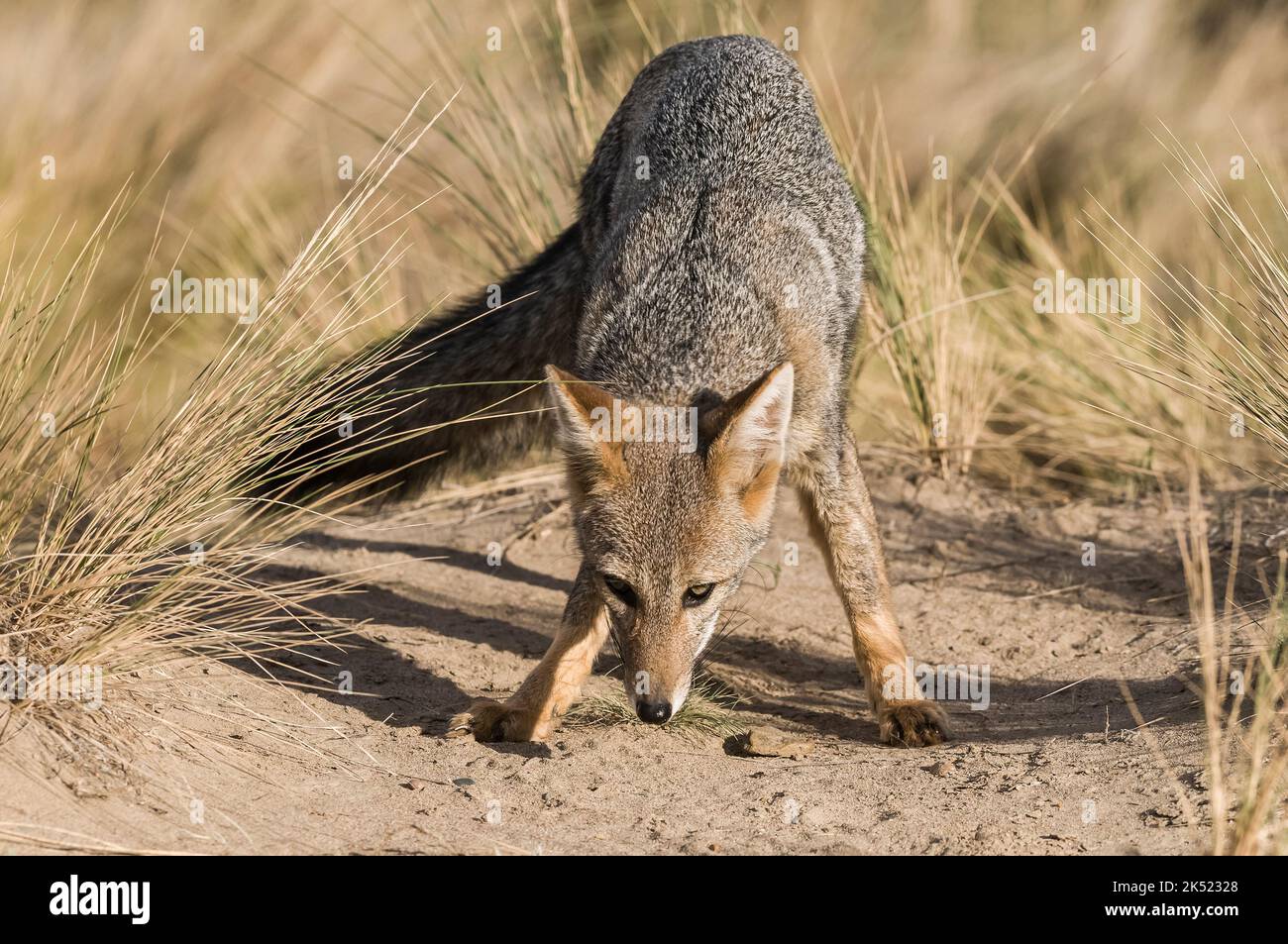 Pampas Grey fox, La Pampa, Patagonia, Argentina Stock Photo - Alamy