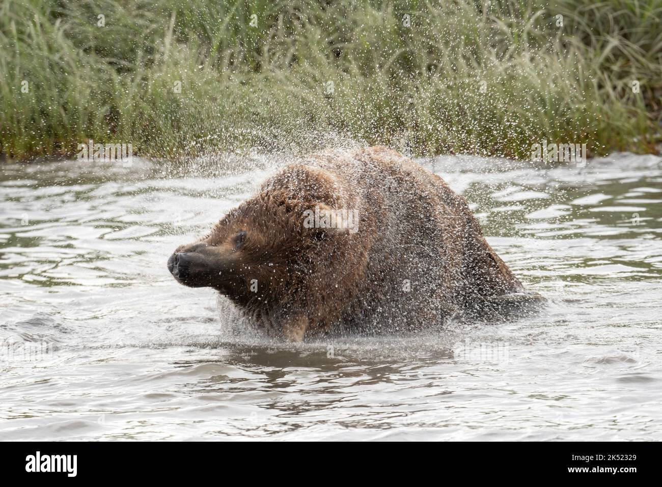 Alaskan brown bear shaking off while standing in Mikfik Creek at McNeil ...