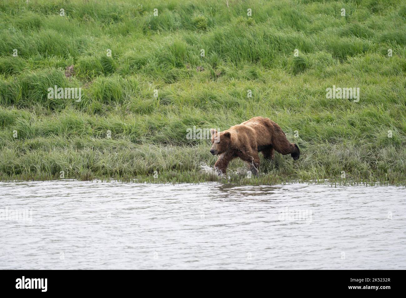 Alaskan brown bear lunging in an attempt to catch salmon at Mikfik ...
