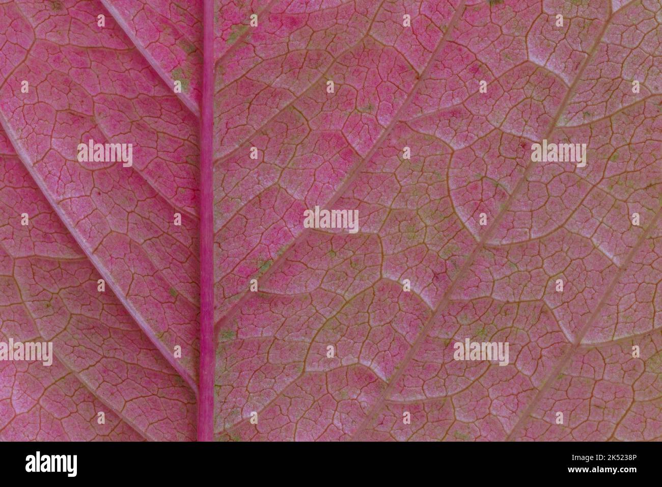 close up of back side of purple grape leaf texture at fall Stock Photo ...