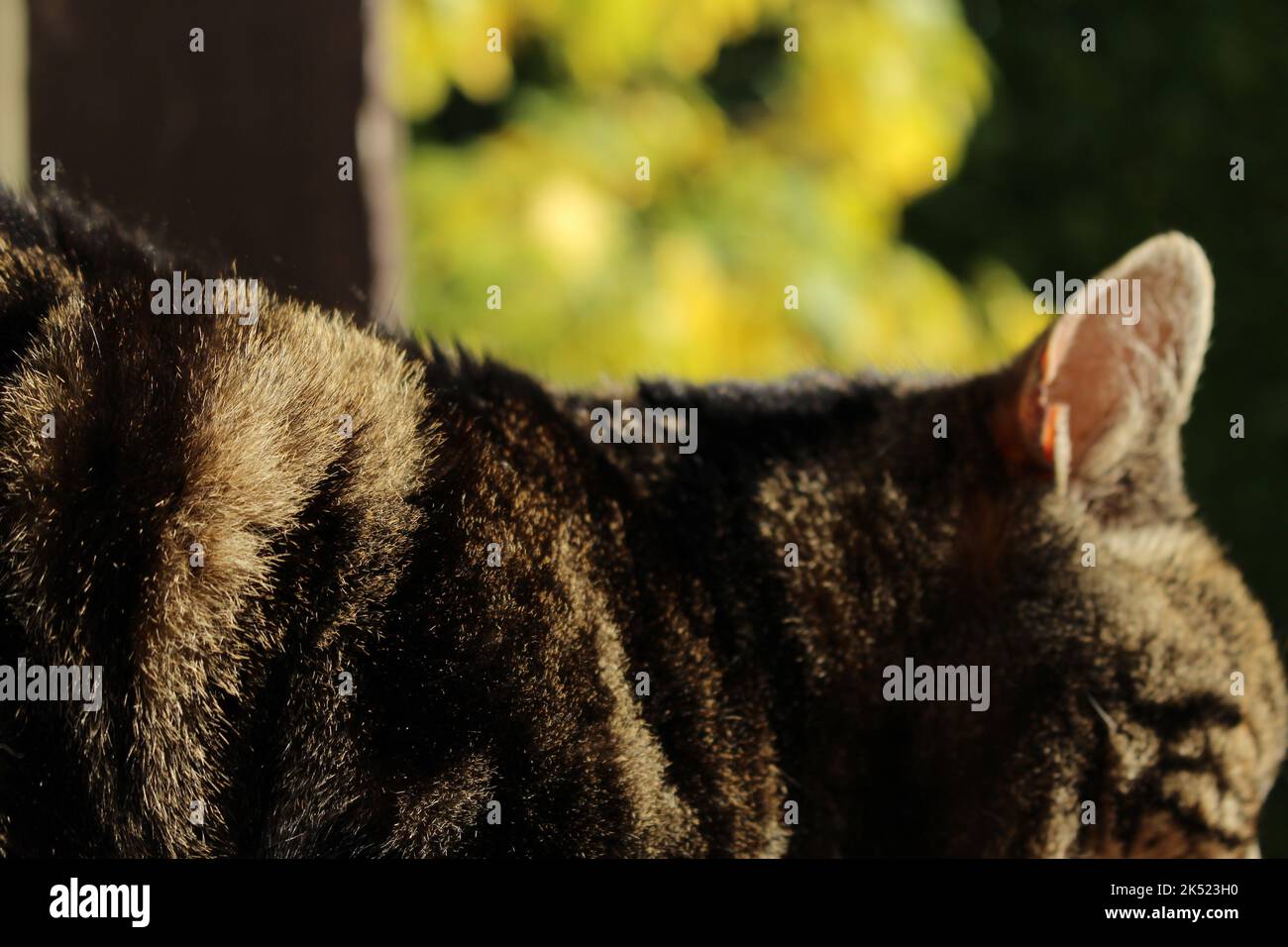 Cat side profile and body moving right out of frame with brightly ...