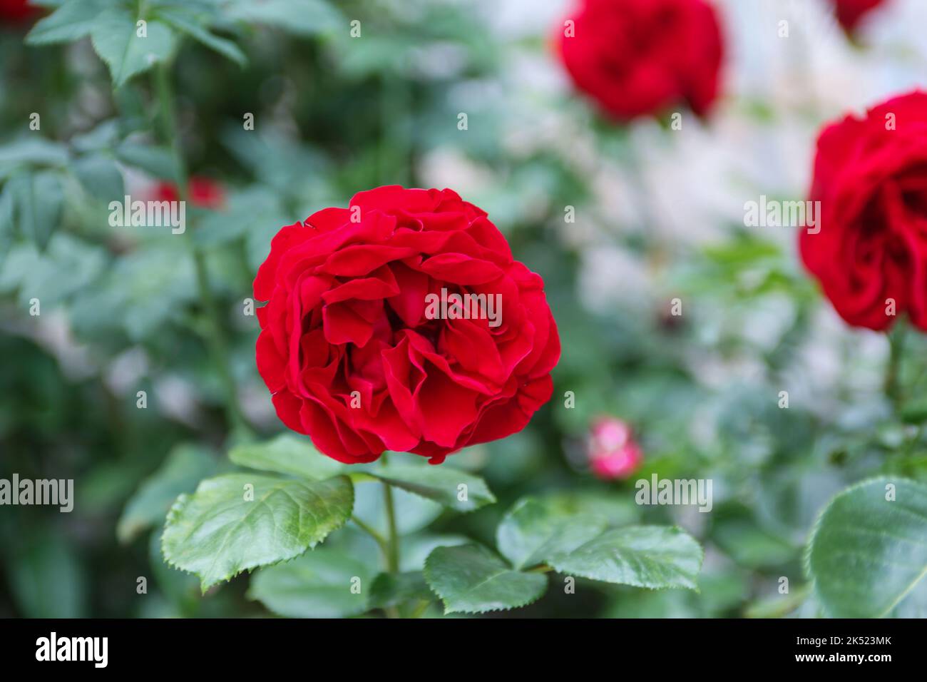 Flower of red rose in landscape format Stock Photo - Alamy
