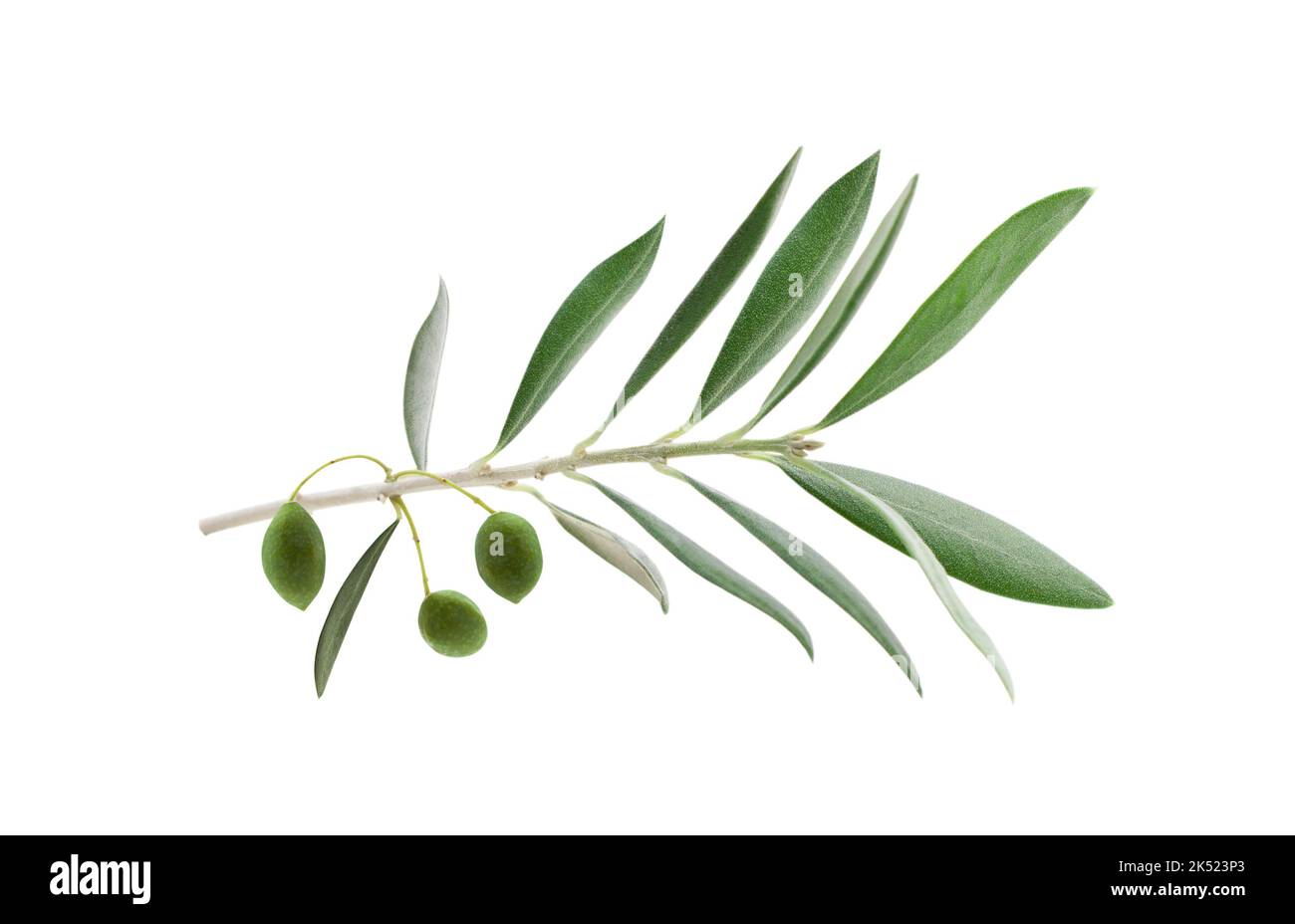 Fresh olive branch leaves isolated on white background closeup Stock ...