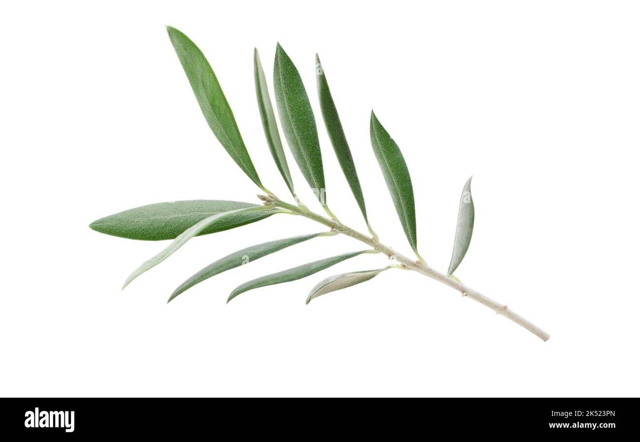 Fresh olive branch leaves isolated on white background closeup Stock ...
